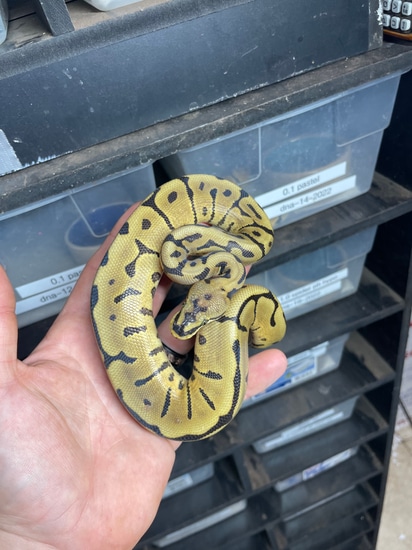 Leopard Spider Ph Hypo Ball Python by Dna Slithers & Critters