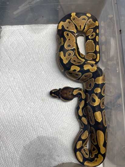 Normal Ph Hypo Ball Python by Dna Slithers & Critters