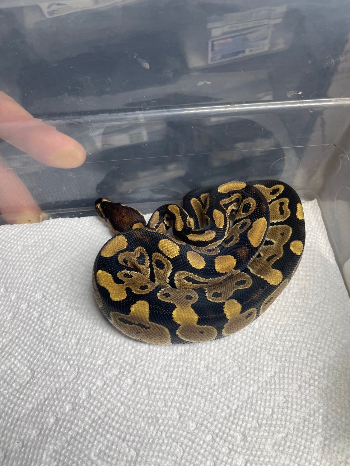 Normal Ph Hypo Ball Python by Dna Slithers & Critters - MorphMarket