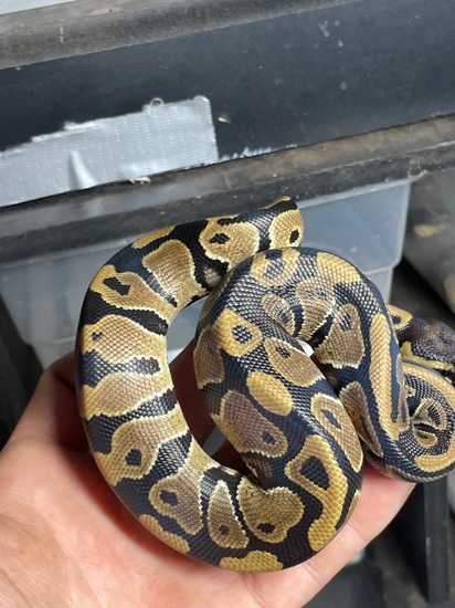 Normal Dh Axanthic Vpi Pied Ball Python by Dna Slithers & Critters
