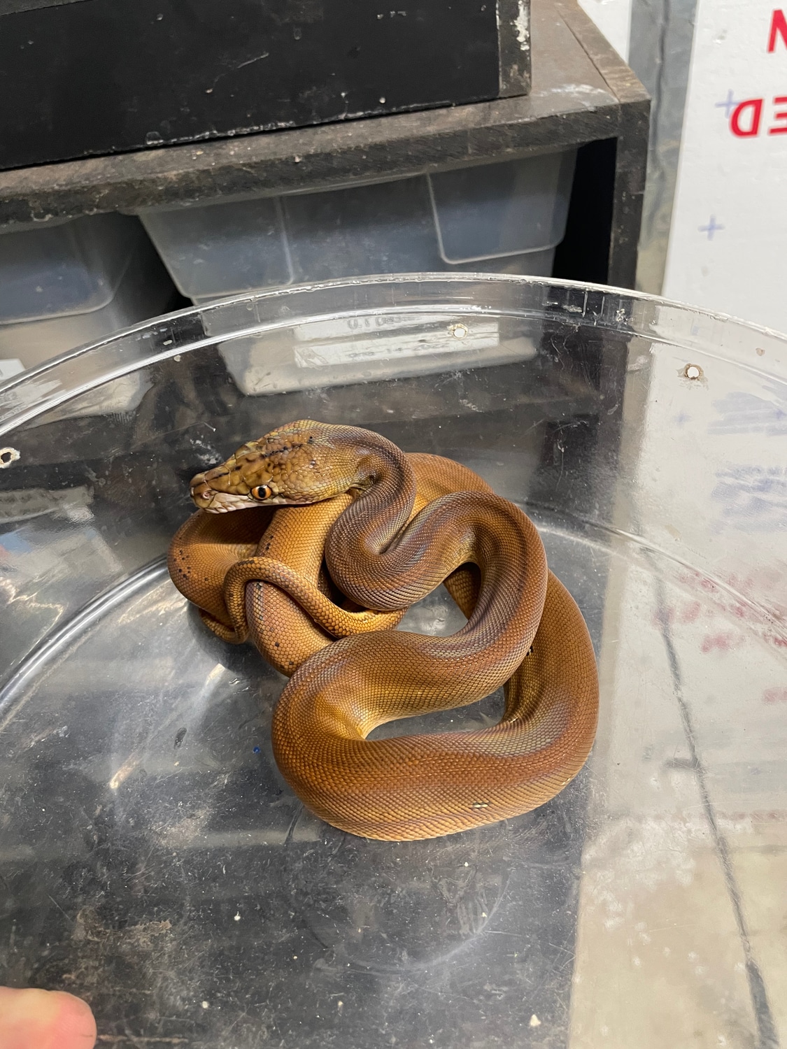 On Sale Till January Phantom Golden Child Ph Purple Phase Albino Or ...