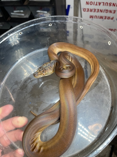 Sale 25% Off Phantom Golden Child Ph Mocha Or Purple Phase Albino ...