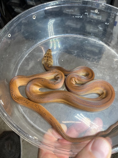 On Sale Till January Phantom Golden Child Ph Mocha Or Purple Phase ...