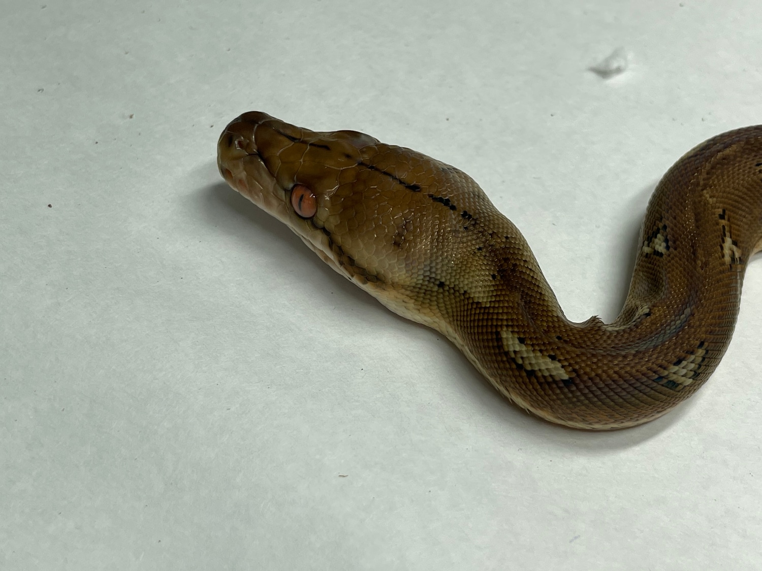 Sale 25% Off Phantom Het Mocha/purple Reticulated Python by Dna ...