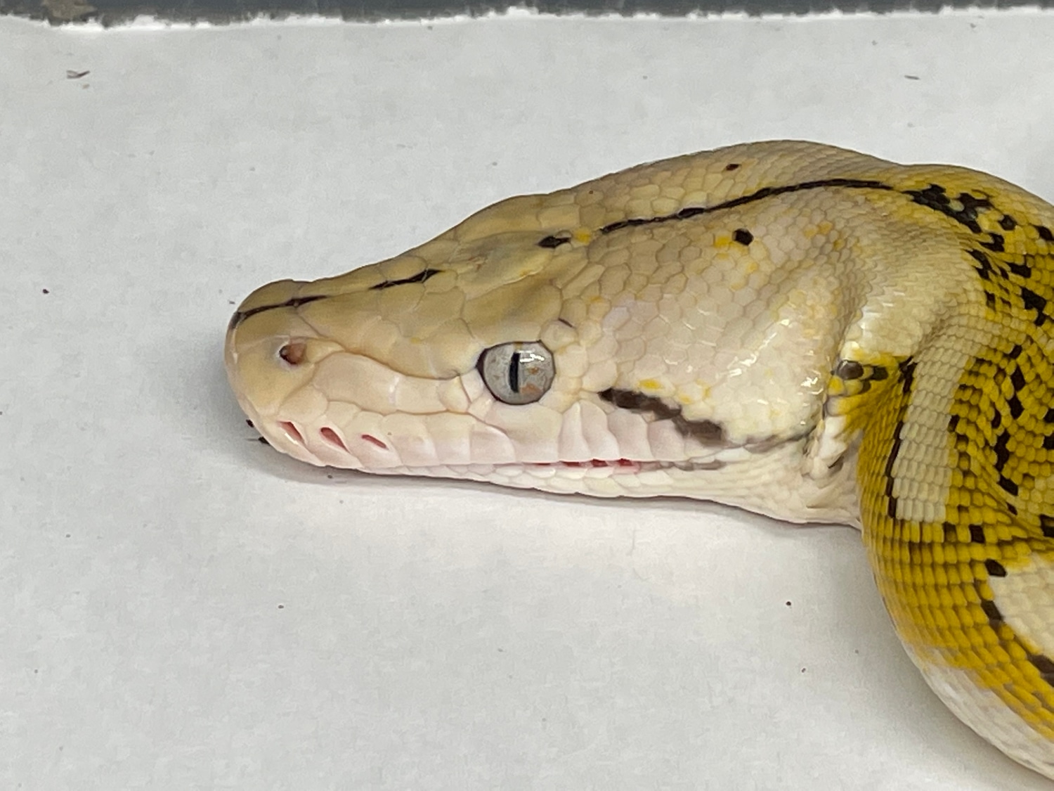Sale 25% Platinum Mocha 6.25% Jampea Reticulated Python by Dna Slithers ...