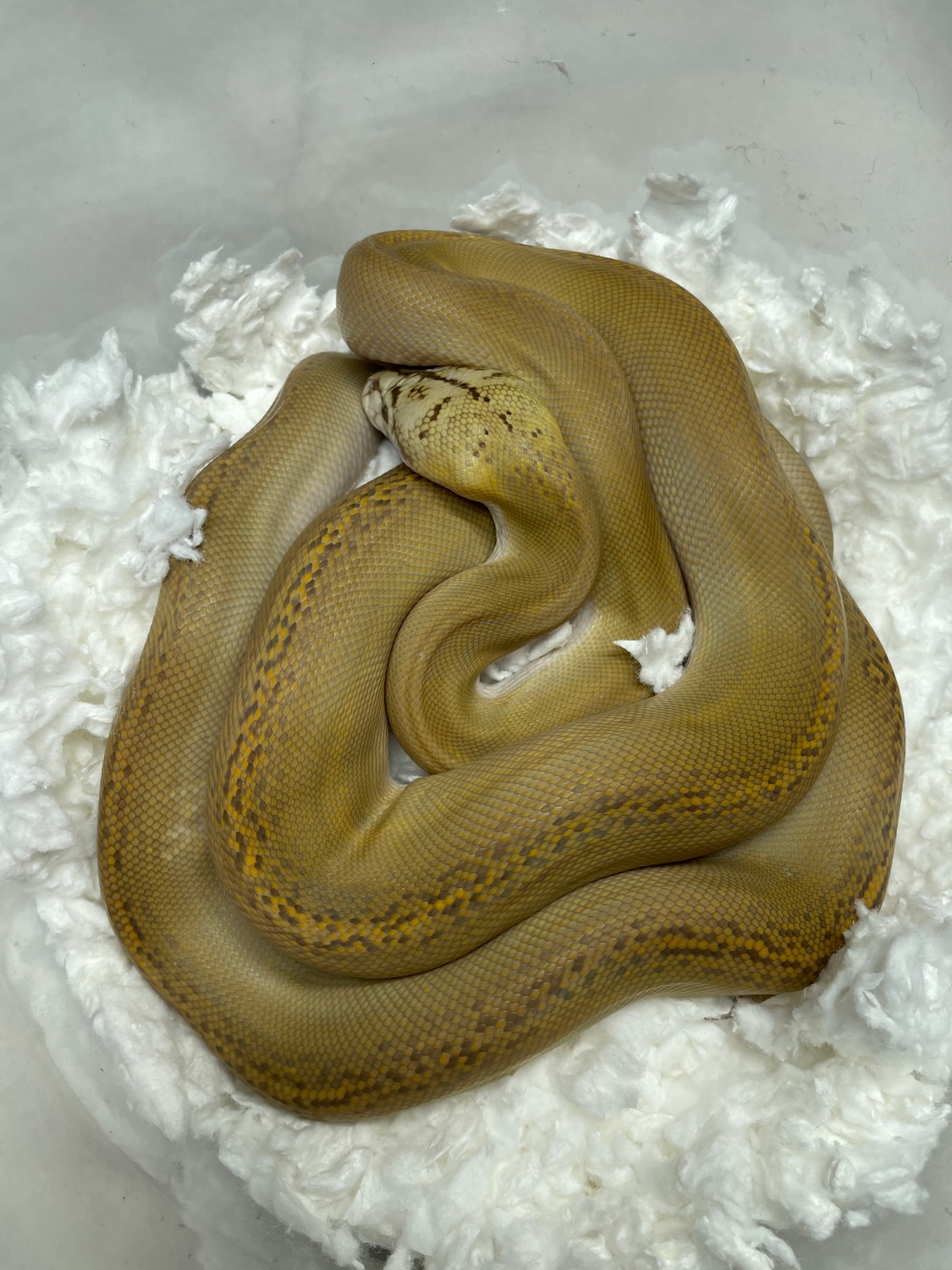 On Sale Till January Mochino Platinum Golden Child 6.25% Jampea ...