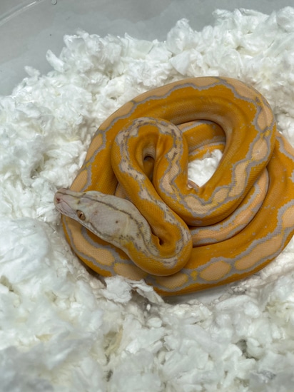 Lavender Phase Albino Reticulated Python by Dna Slithers & Critters