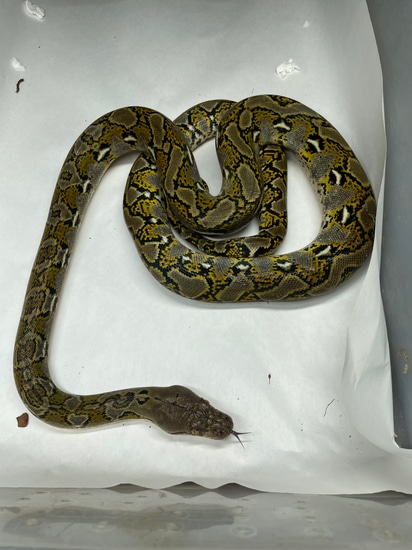F2 Normal Reticulated Python by Dna Slithers & Critters