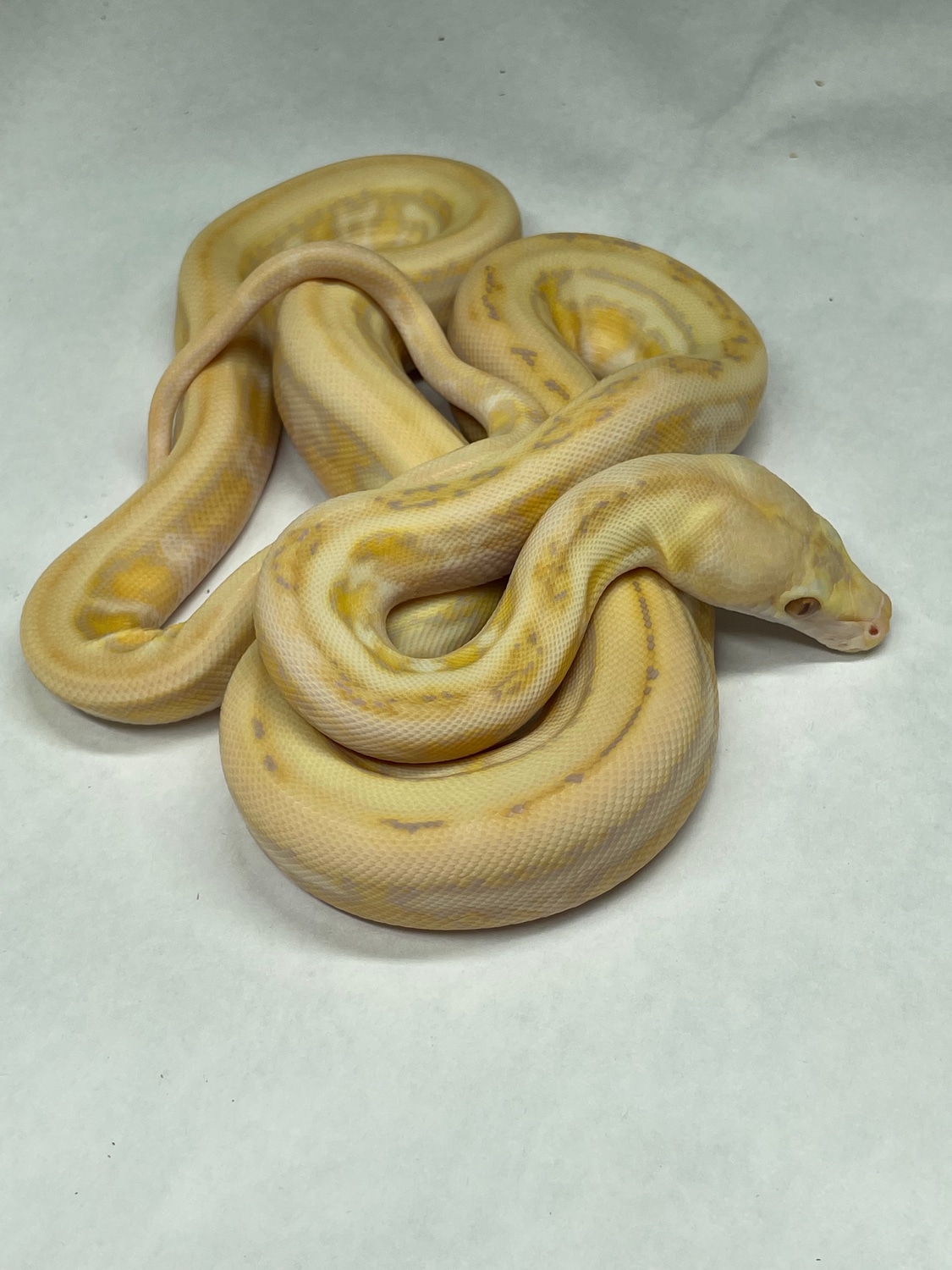 Lavender Jaguar Sunfire Tiger Reticulated Python by Dna Slithers ...