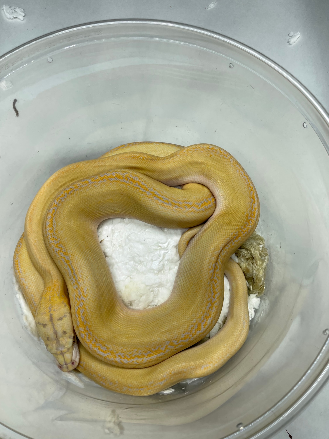 Half Off Lavender Motley Platinum Golden Child 6.25% Jampea Reticulated ...