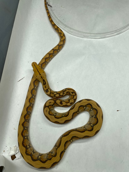 Orange Glow Het Pied Reticulated Python by Dna Slithers & Critters