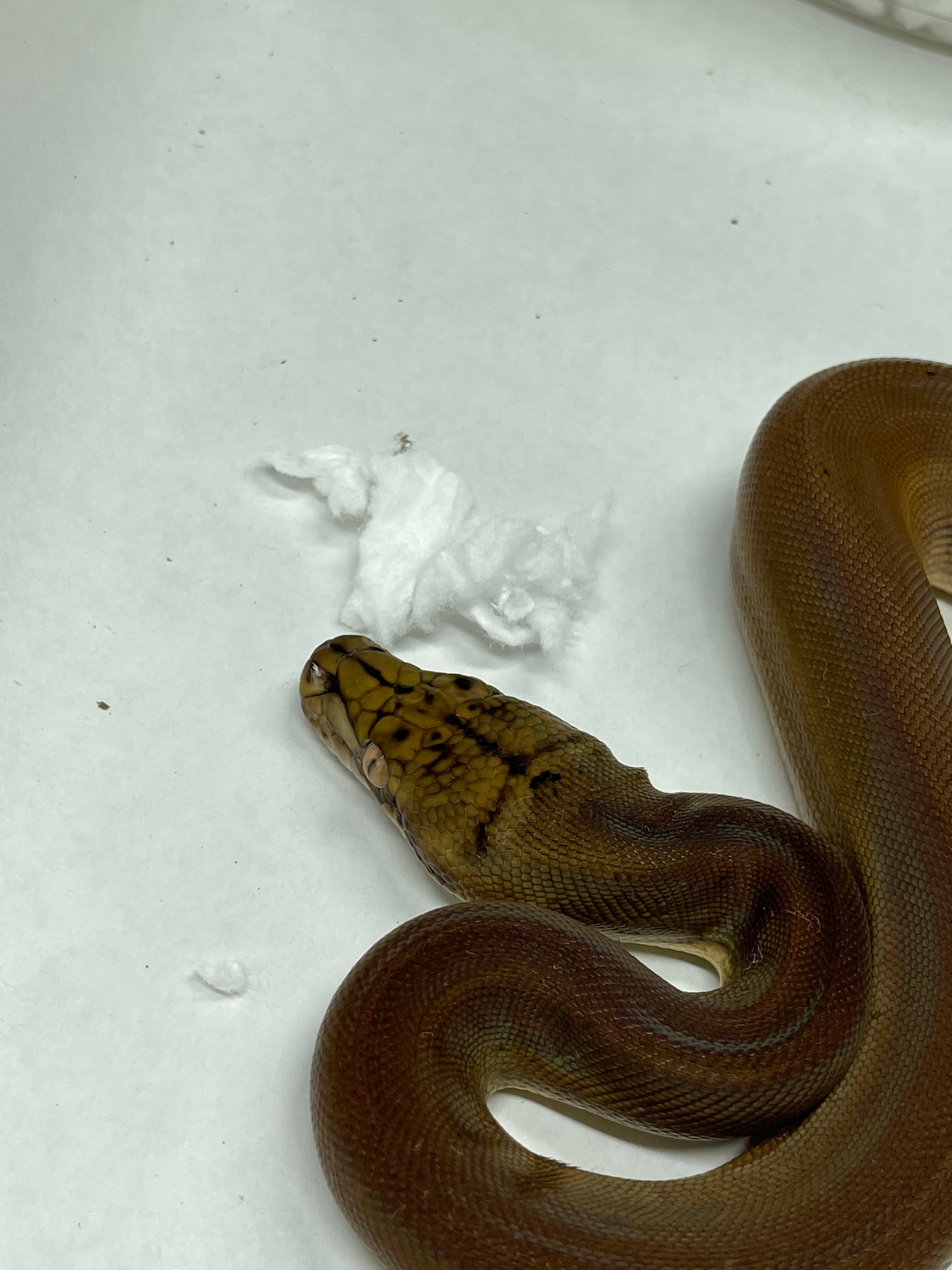 Sale 25% Off Phantom Golden Child Het Mocha/purple Reticulated Python ...