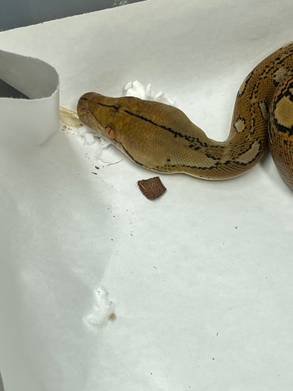 Hogs Het Mocha/purple Reticulated Python by Dna Slithers & Critters