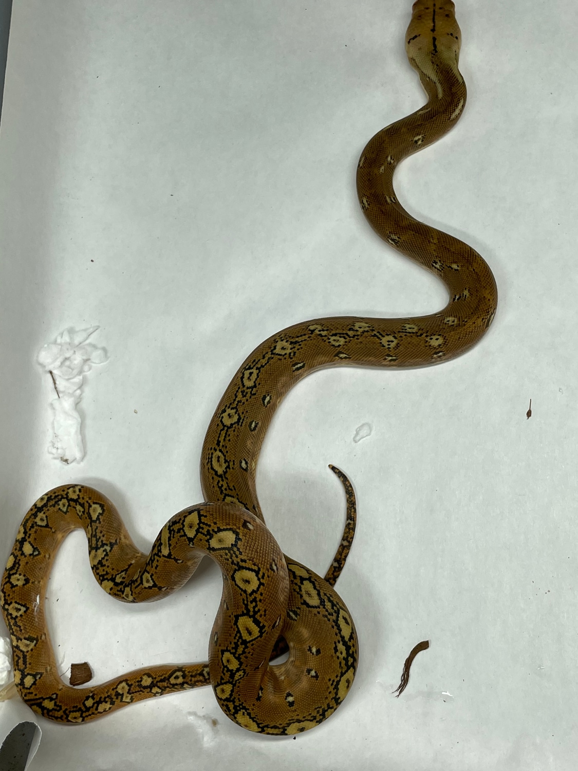 Phantom Het Mocha/purple Phase Albino Reticulated Python by Dna ...