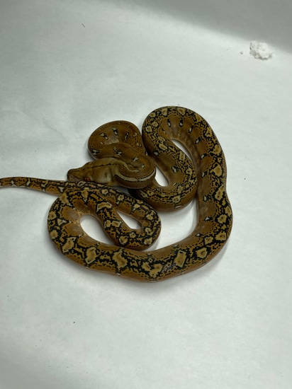 Sale 25% Off Phantom Het Mocha/purple Phase Albino Reticulated Python ...