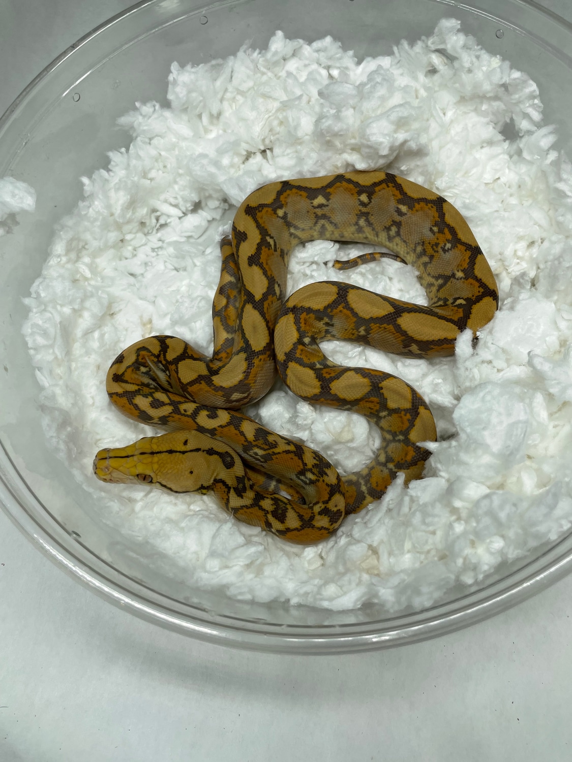 On Sale Till January Orange Glow Het Pied Reticulated Python by Dna ...