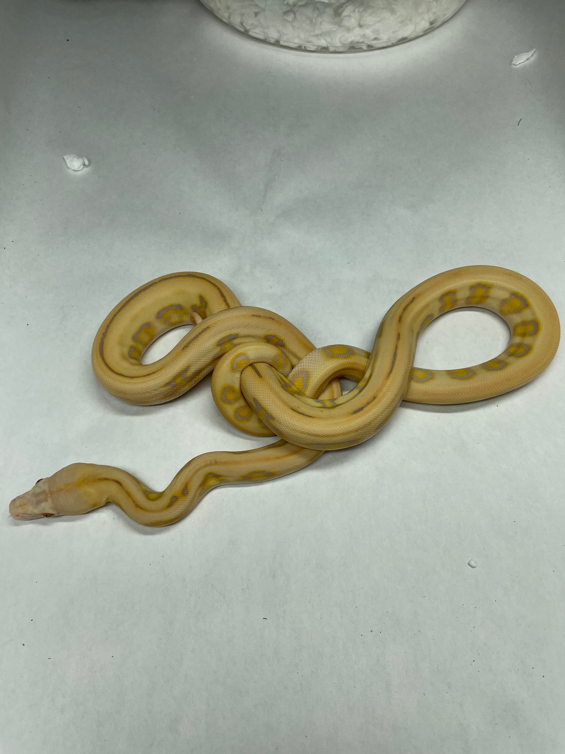 Lavender Jaguar Tiger Reticulated Python by Dna Slithers & Critters ...