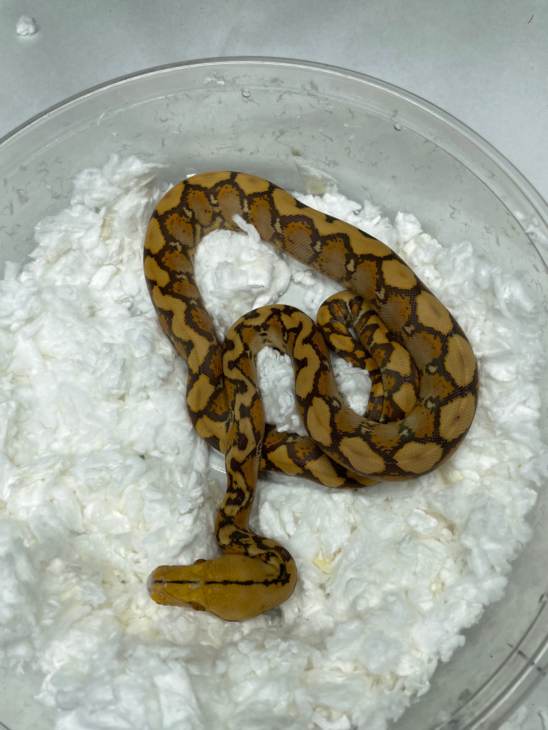 Orange Glow Het Pied Reticulated Python by Dna Slithers & Critters ...