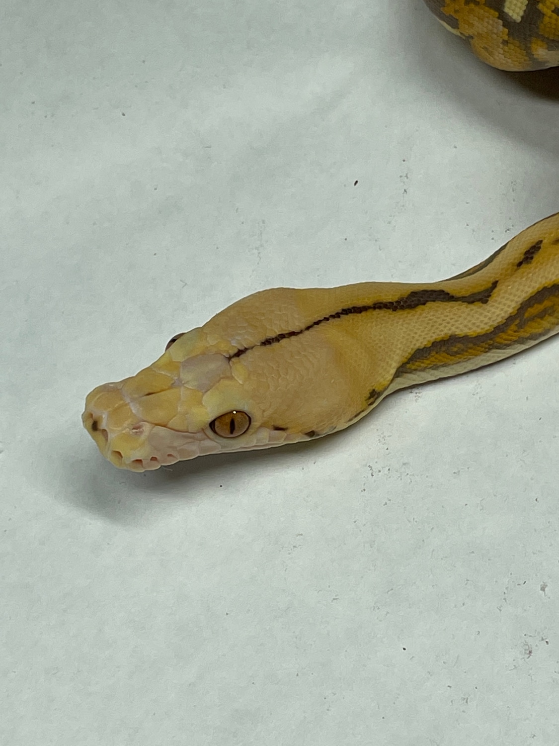 On Sale This Week Orange Glow Tiger Het Pied Reticulated Python by Dna ...