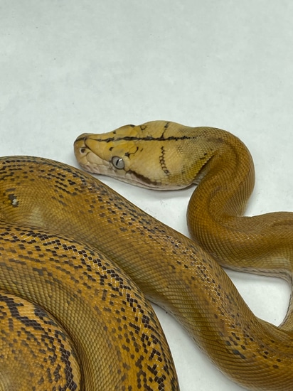Half Off Mochino Golden Child 6.25% Jampea Reticulated Python by Dna ...
