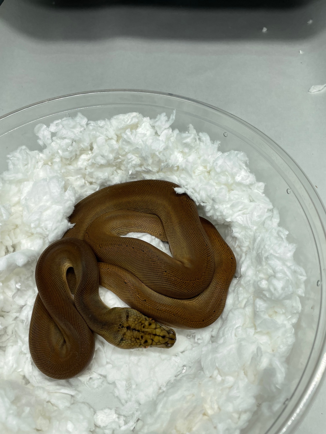Half Off Phantom Golden Child Ph Mocha Or Purple Phase Albino ...