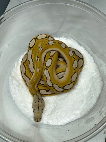 Half Off Platinum Motley Mocha 6.25% Jampea Reticulated Python by Dna ...