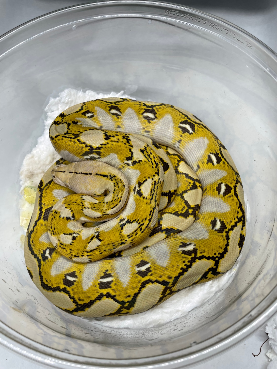 On Sale Till January Platinum Mocha 6.25% Jampea Reticulated Python by ...