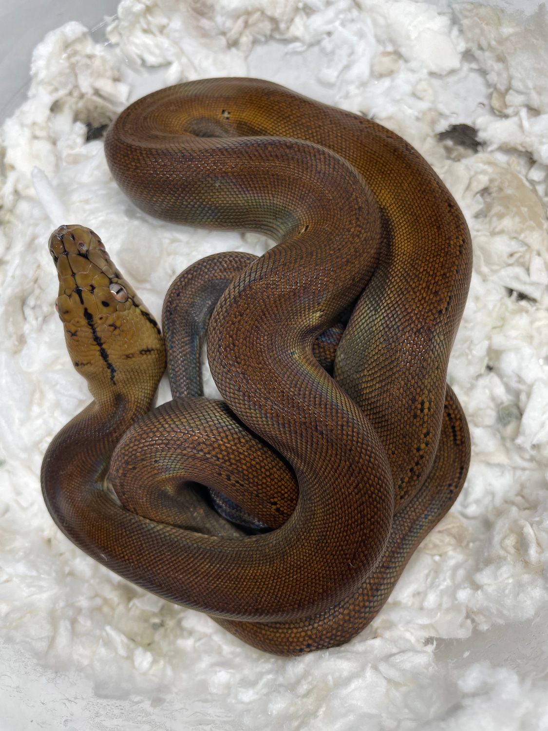 On Sale Till January Golden Child Hogs Het Mocha/purple Reticulated ...