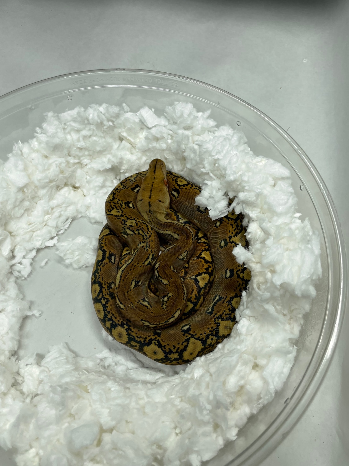 Phantom Het Mocha/purple Reticulated Python by Dna Slithers & Critters ...
