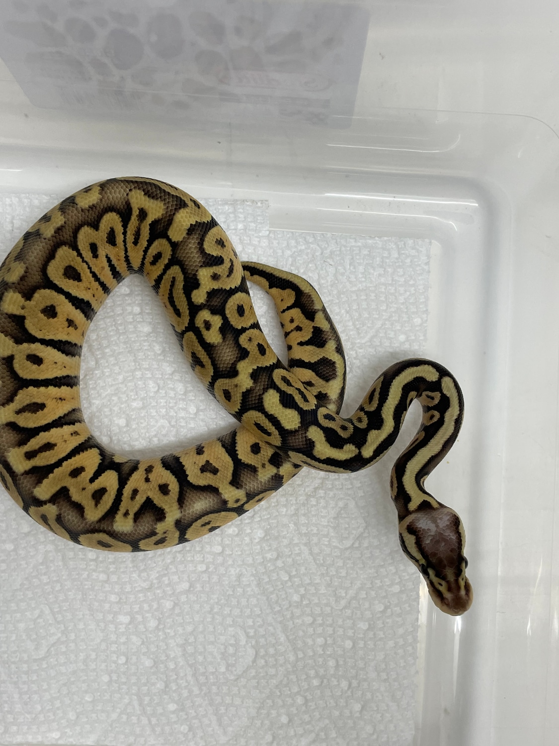 Pastel Ball Python by Dna Slithers & Critters - MorphMarket
