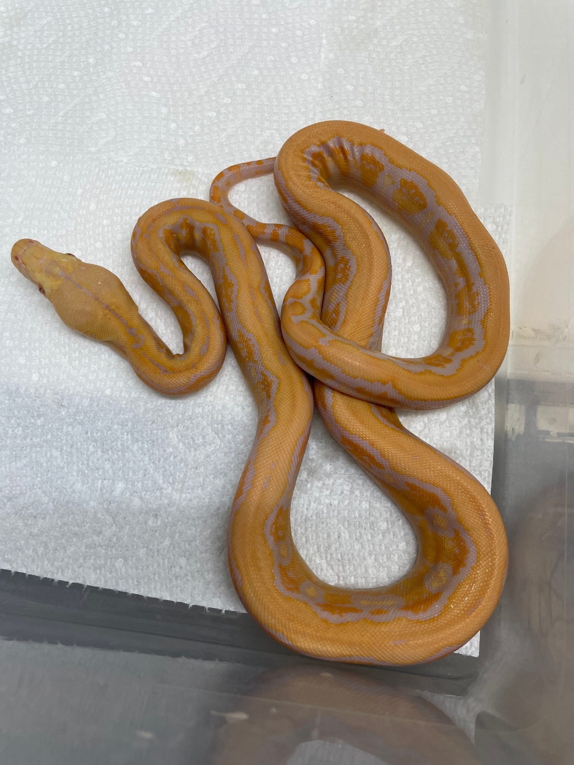 Lavender Tiger Het Pied Reticulated Python by Dna Slithers & Critters ...