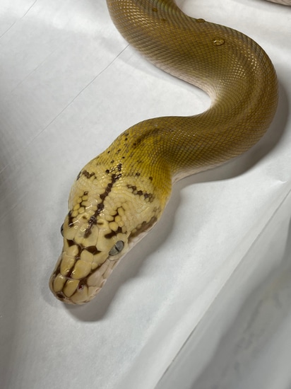 Platinum Mochino Golden Child 6.25% Jamp Reticulated Python by Dna ...