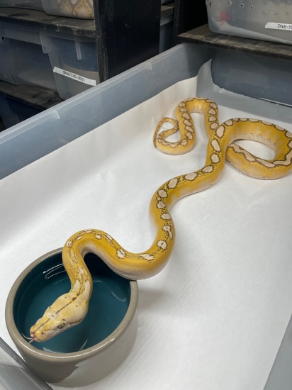 Sale 25% Off Mochino Motley Platinum 6.25% Jampea Reticulated Python by ...