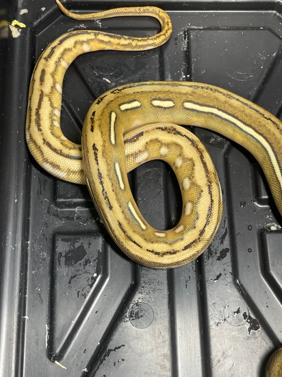 Sale 25% Off Phantom Sunfire Tiger Het Albino Reticulated Python by Dna ...