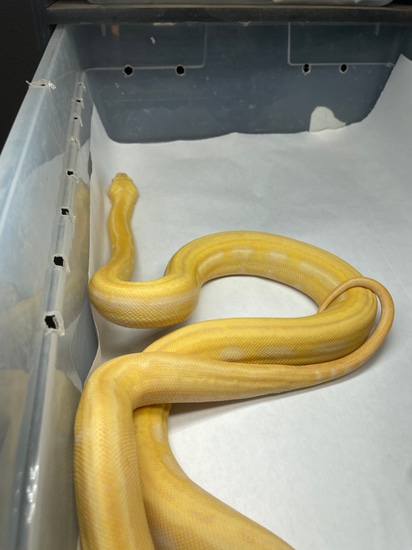 Lavender Phantom Tiger Pos Sunfire Reticulated Python by Dna Slithers ...