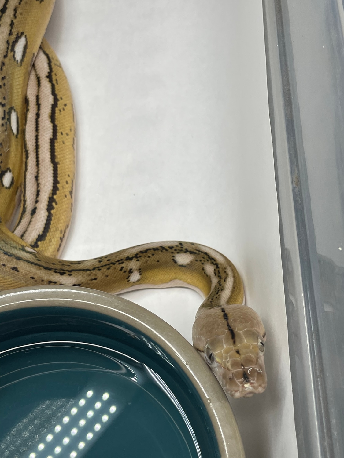 Motley Suntiger Pos Citron Reticulated Python by Dna Slithers ...