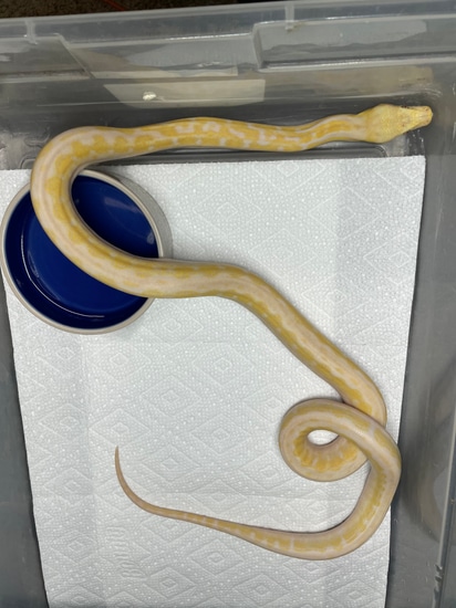 Lavender Jaguar Sunfire Reticulated Python by Dna Slithers & Critters