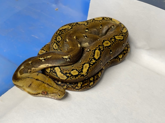 Half Off Phantom Het Mocha/purple Phase Reticulated Python by Dna ...