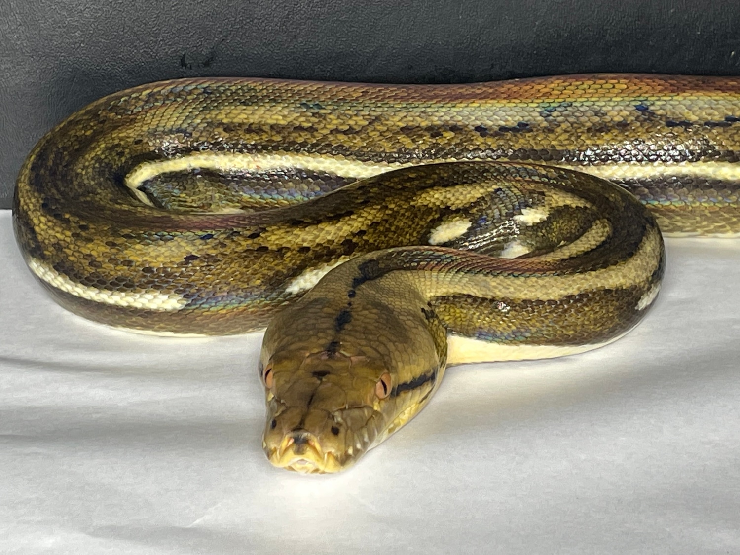 Dna Slithers & Critters's Collection - MorphMarket