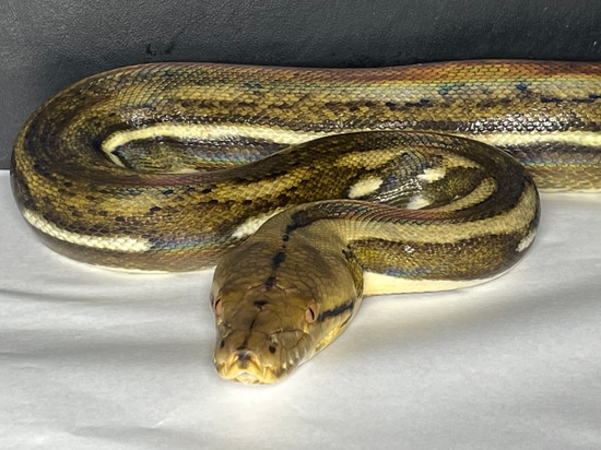 Phantom Tiger Het Ghost And Albino Reticulated Python by Dna Slithers ...
