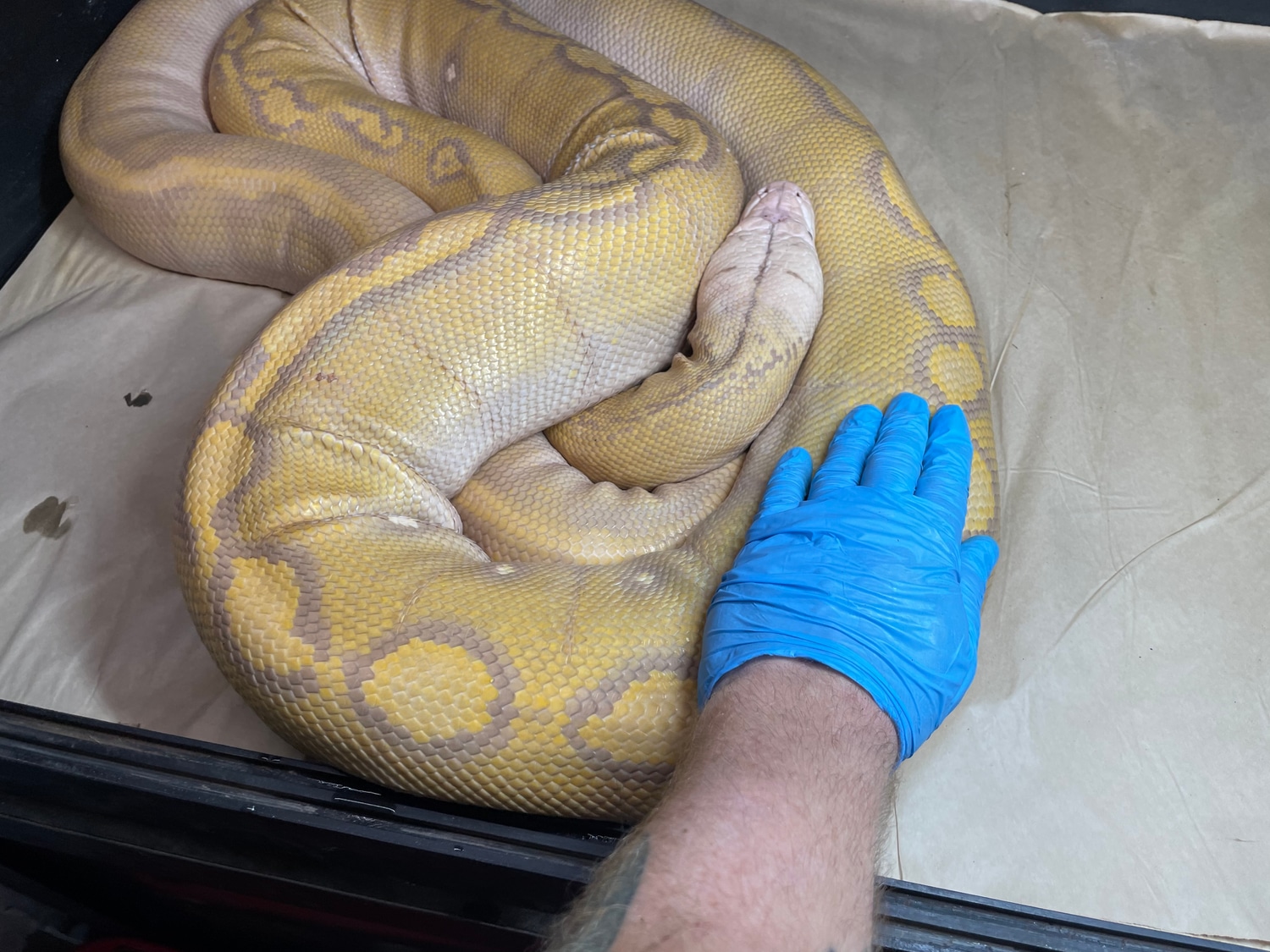 Purple Motley Golden Child Reticulated Python by Dna Slithers ...