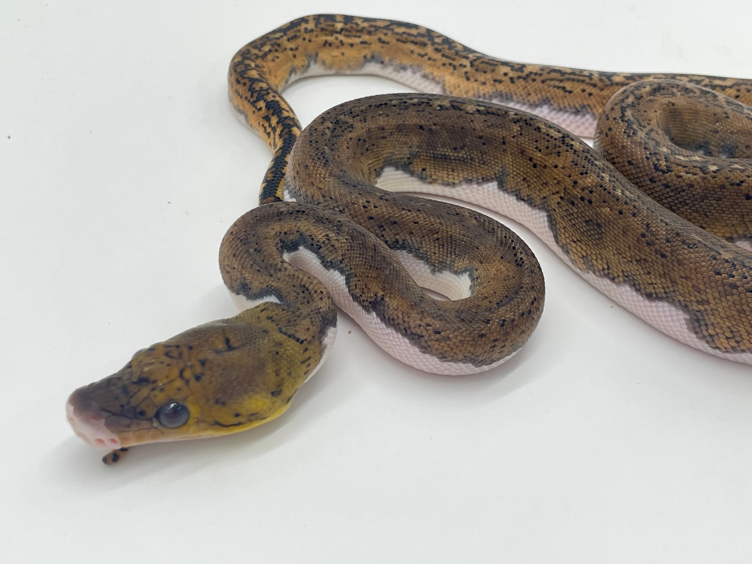 Pied Het Albino Reticulated Python by Dna Slithers & Critters - MorphMarket