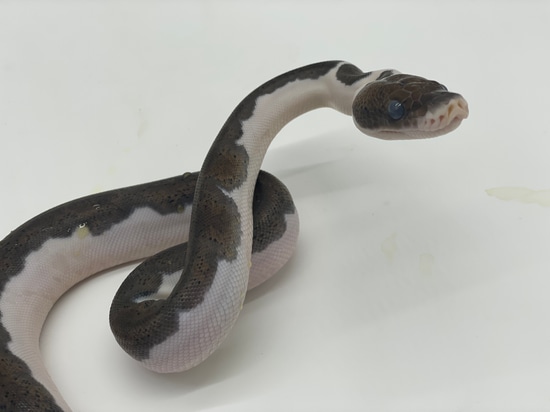 Pied Het White Phases Albino Reticulated Python by Dna Slithers & Critters