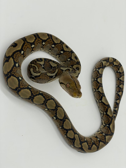 Normal Dh White Phase Albino & Pied Reticulated Python by Dna Slithers ...