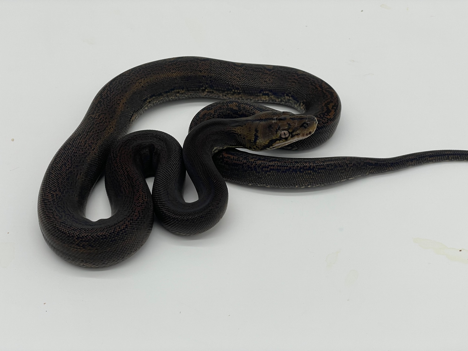 Golden Child Dh Pied, And White Phase Albino Reticulated Python by Dna ...