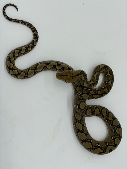 Normal Dh Pied , White Phase Albino Reticulated Python by Dna Slithers ...