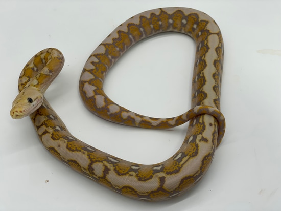 Ghost Ph Anthrax Reticulated Python by Dna Slithers & Critters