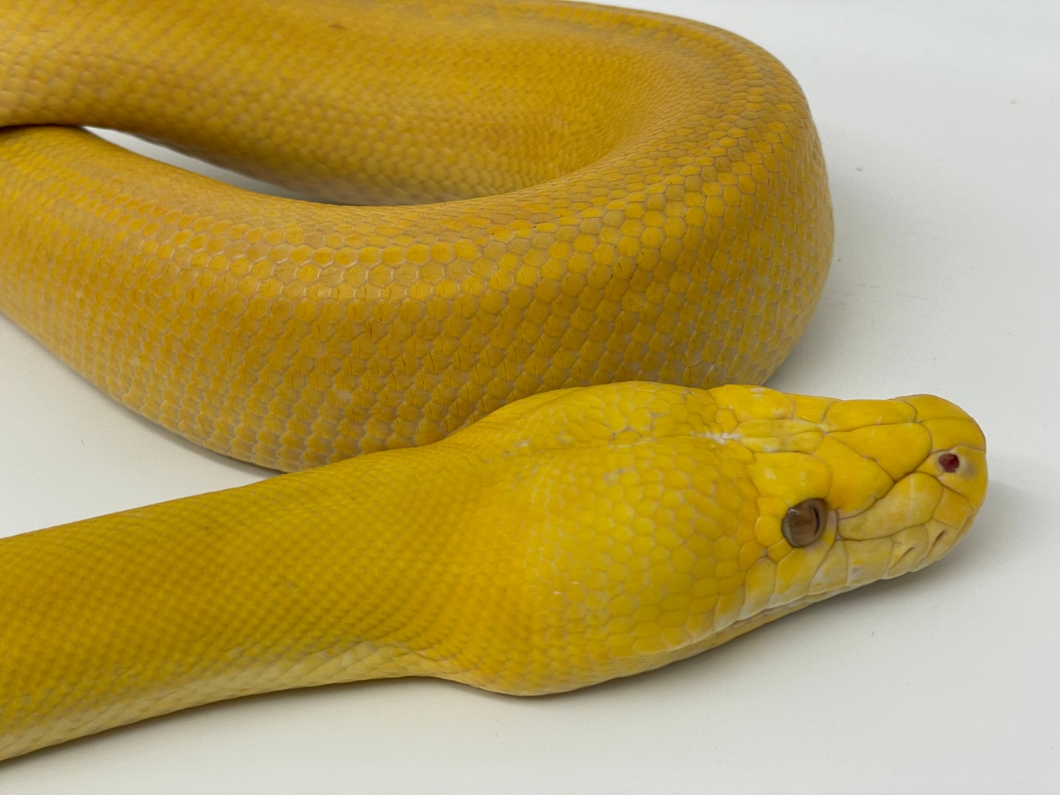 Platinum Purple Phase Albino Golden Child Phantom Tiger Reticulated ...