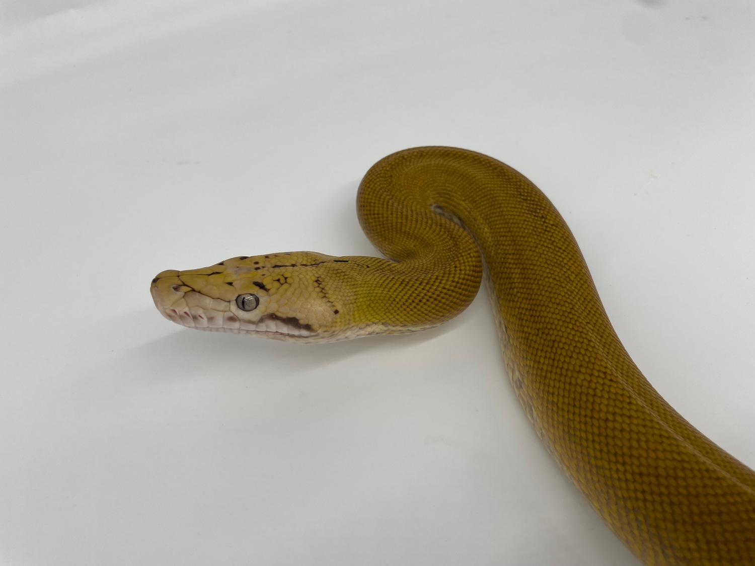 Mocha Golden Child 6.25% Jampea Reticulated Python by Dna Slithers ...