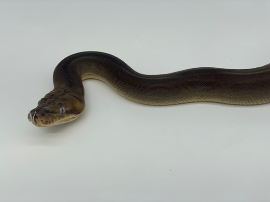 Phantom Golden Child Ph Mocha Or Purple Phase Albino Reticulated Python ...
